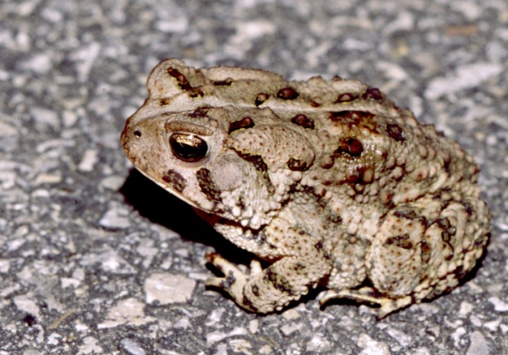Texas Toads – The Frog Lady