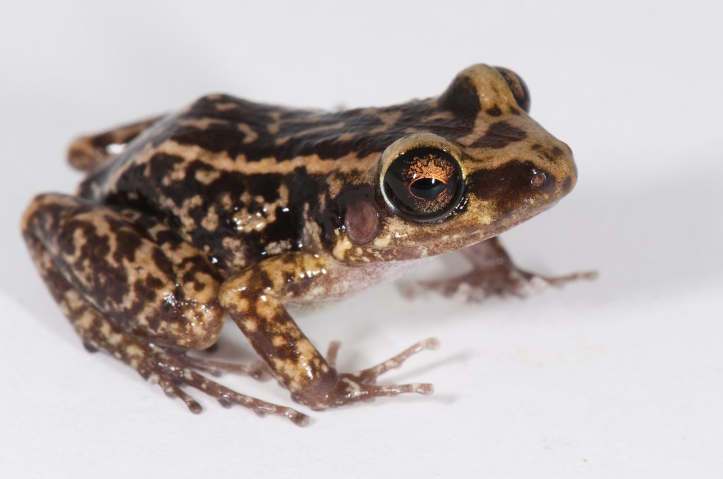Louisiana Frogs and Toads – The Frog Lady
