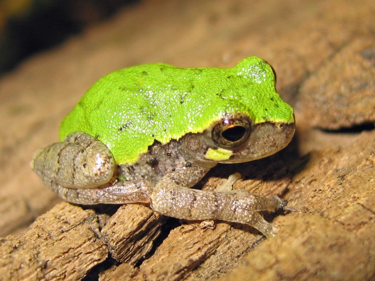 Alabama Frogs and Toads – The Frog Lady