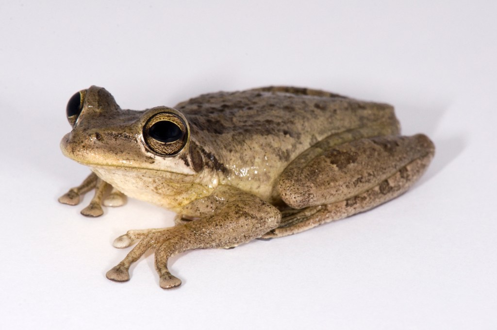 Florida Treefrogs – The Frog Lady