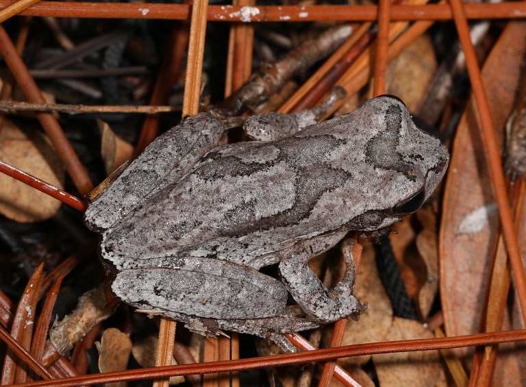 Florida Treefrogs – The Frog Lady
