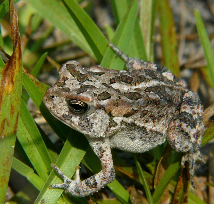 Florida Toads – The Frog Lady