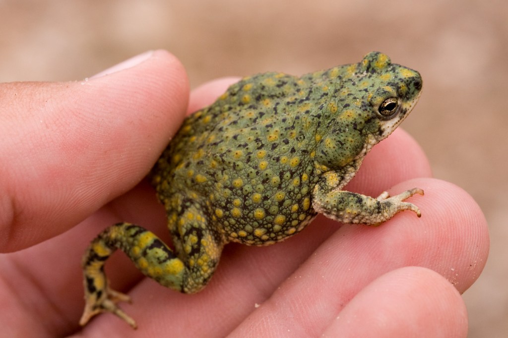 Arizona frogs and toads – The Frog Lady