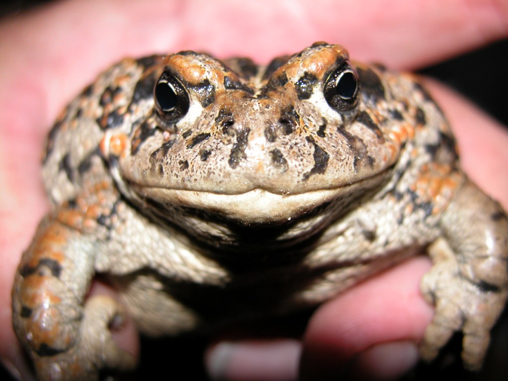 Nevada Frogs and Toads – The Frog Lady