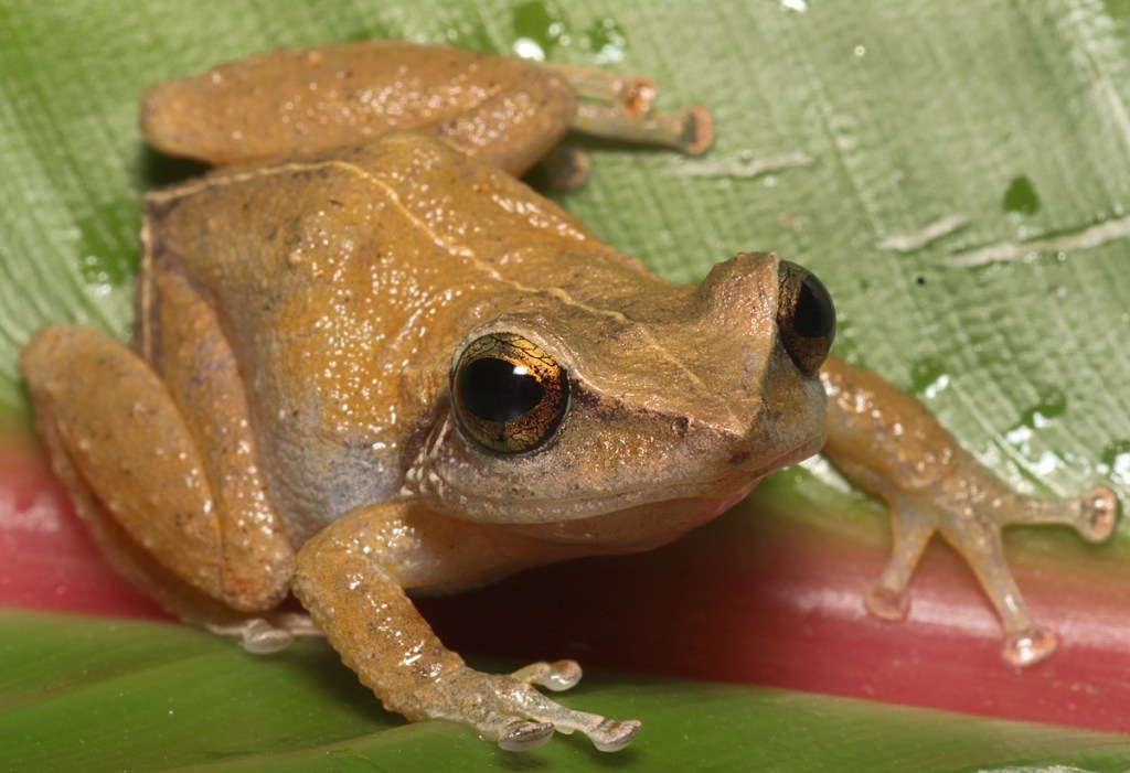 Hawaii Frogs and Toads – The Frog Lady