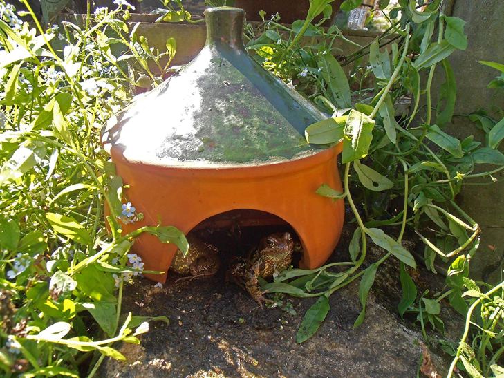 Attracting frogs and toads to your yard – The Frog Lady