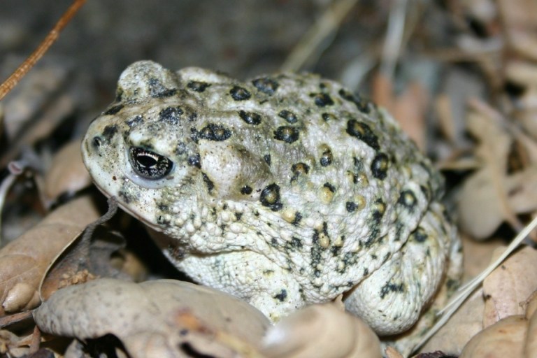 California Frogs and Toads – The Frog Lady