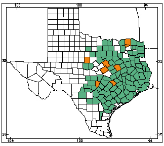 Texas Treefrogs – The Frog Lady