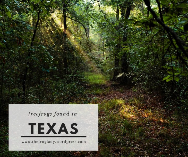 Texas Treefrogs – The Frog Lady