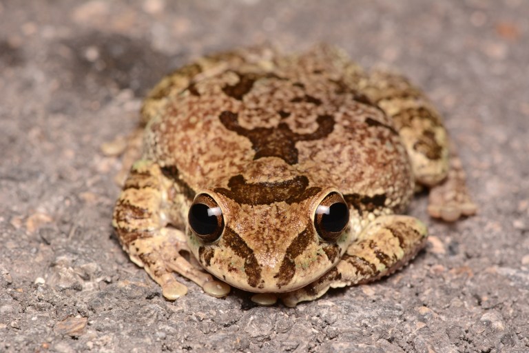 Texas Treefrogs – The Frog Lady