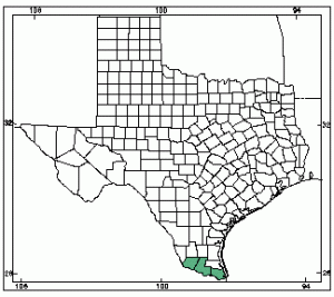Texas Frogs – The Frog Lady