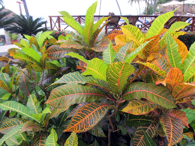 Types of leaf litter for Terrariums – The Frog Lady