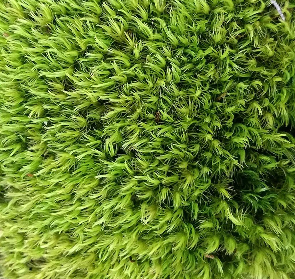 Mosses for Terrariums & Paludariums – The Frog Lady