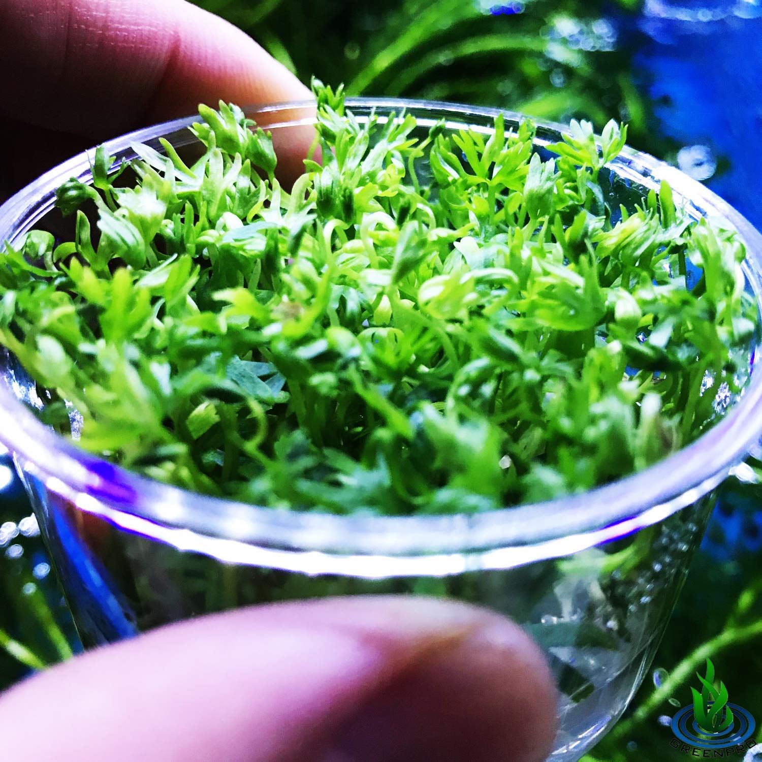 Aquatic Plants for Terrariums & Paludariums – The Frog Lady