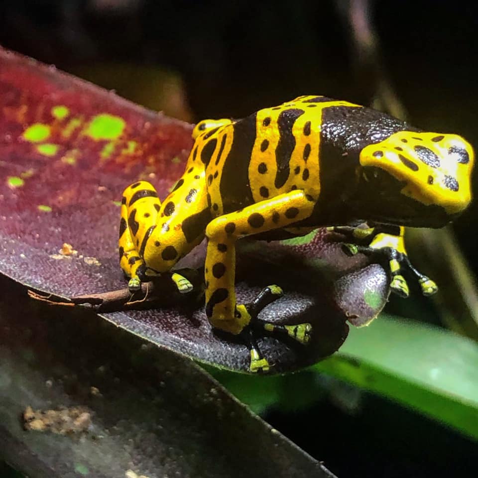 Raising Dendrobates leucomelas tadpoles – The Frog Lady