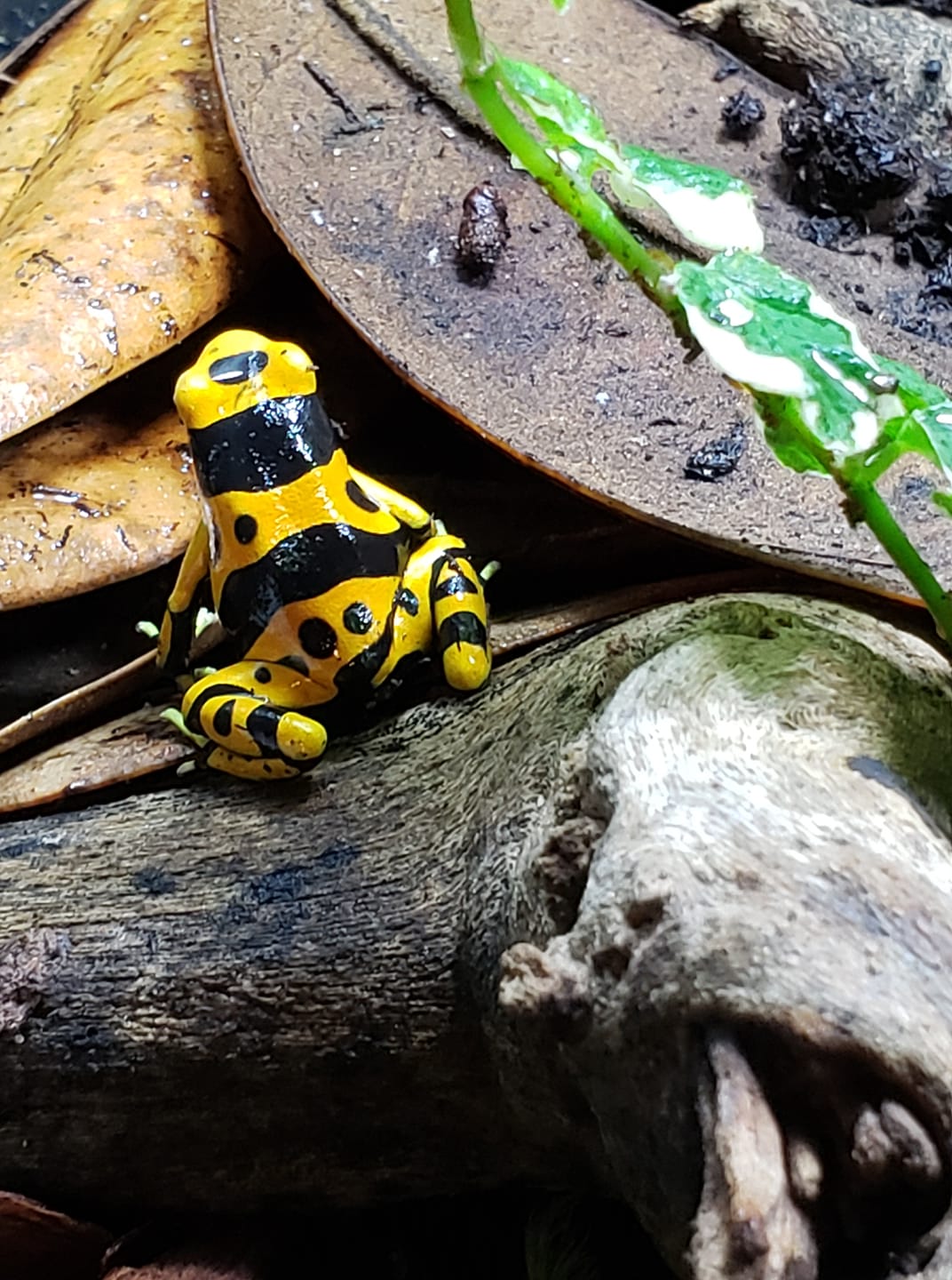 Dendrobates leucomelas morphs – The Frog Lady