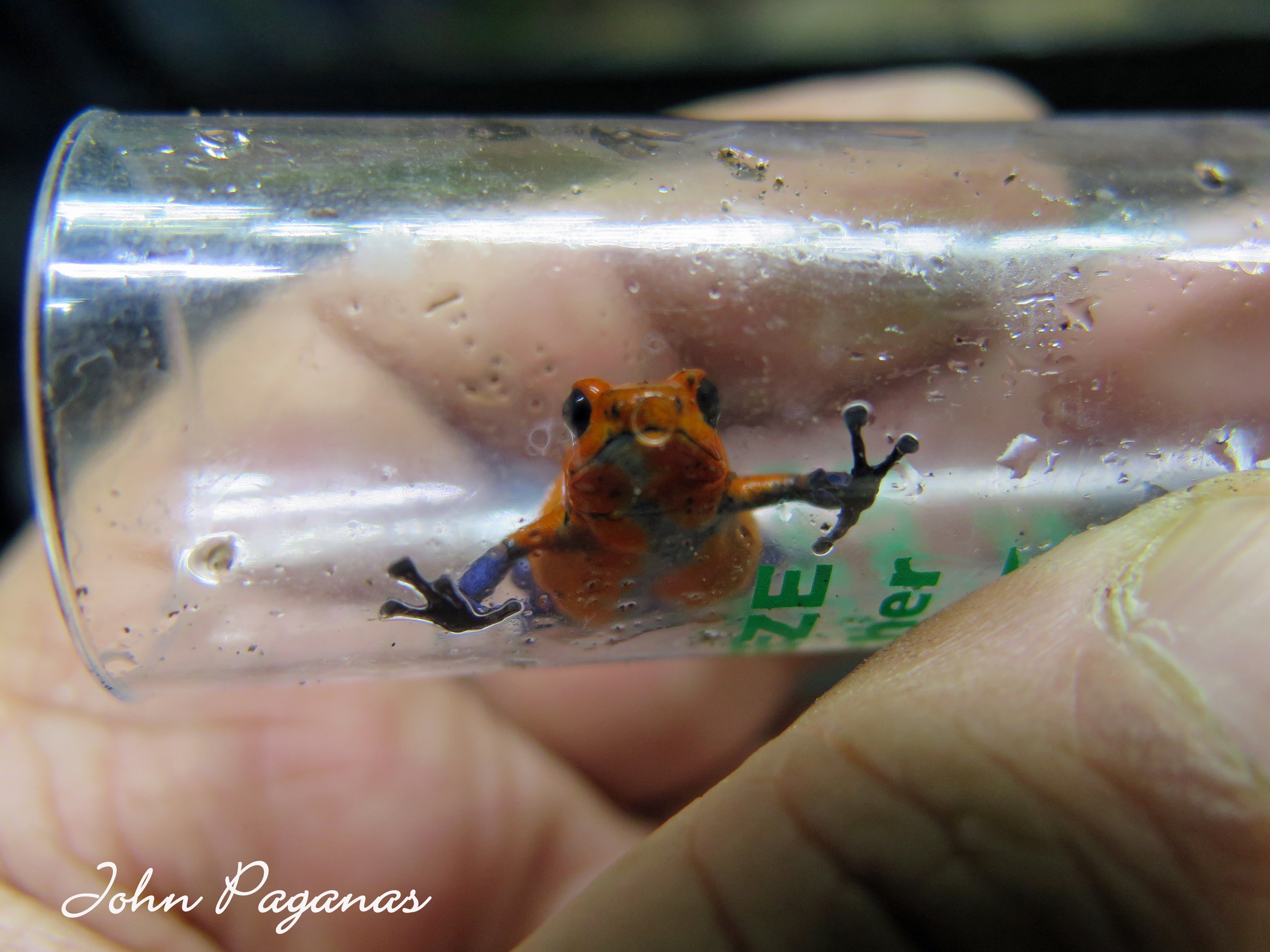 Raising Oophaga pumilio tadpoles – The Frog Lady