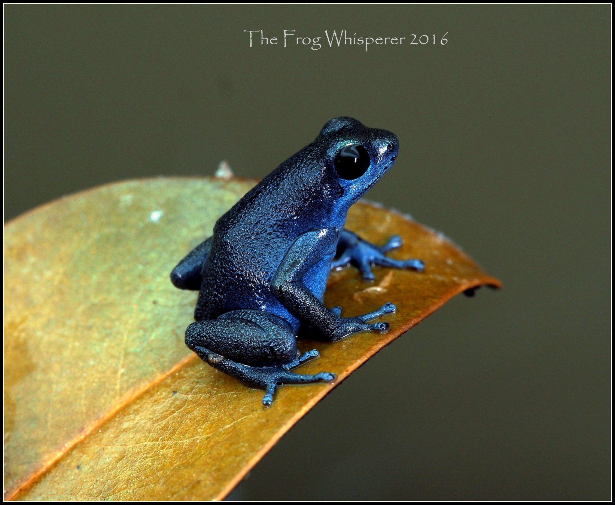 Oophaga pumilio -Morphs with Locales – The Frog Lady