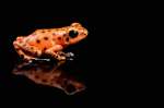 Oophaga pumilio -Morphs with Locales – The Frog Lady