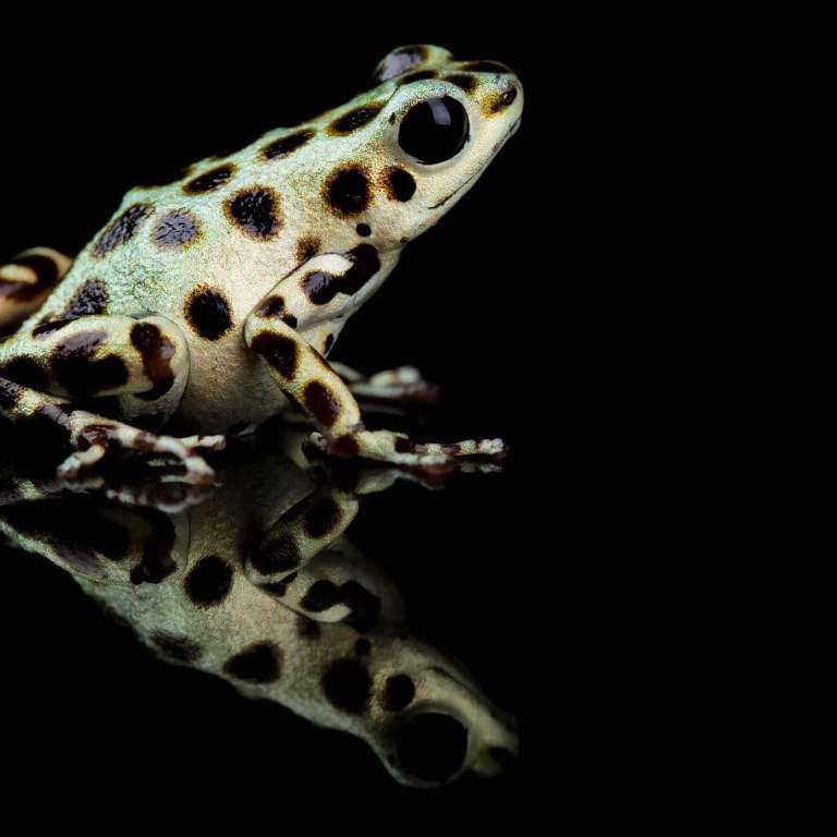 Oophaga pumilio -Morphs with Locales – The Frog Lady