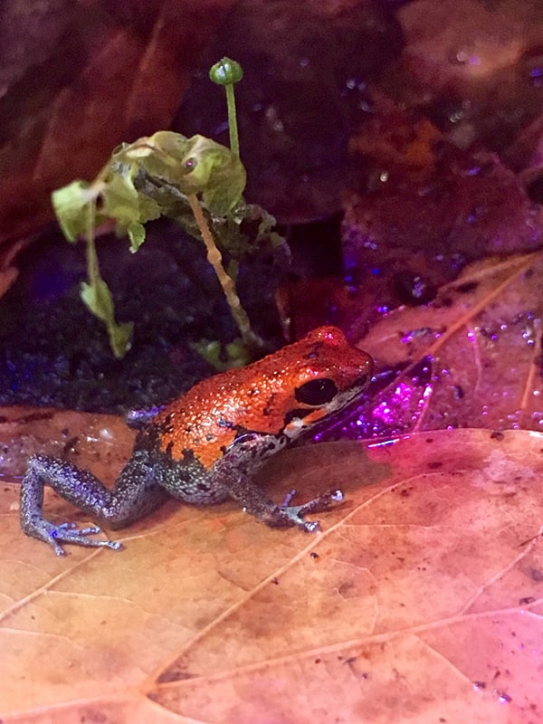 Feeding your Oophaga pumilio – The Frog Lady