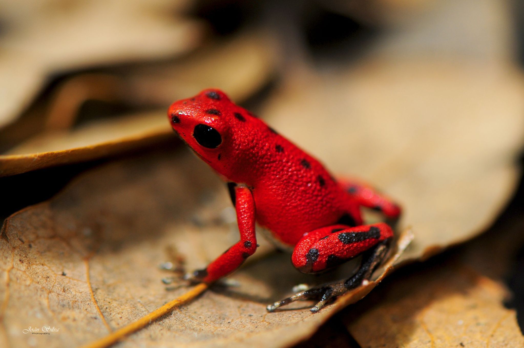 Oophaga pumilio -Morphs with Locales – The Frog Lady