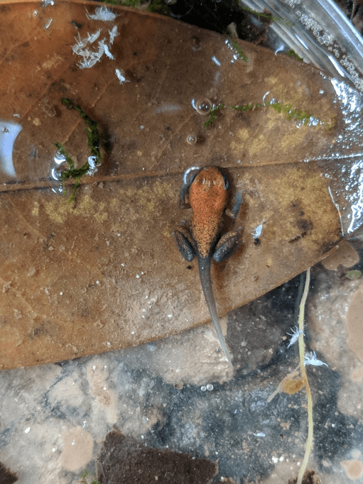Raising Oophaga pumilio tadpoles – The Frog Lady