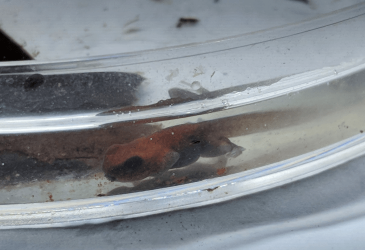 Raising Oophaga pumilio tadpoles – The Frog Lady
