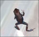 Oophaga pumilio -Morphs with Locales – The Frog Lady