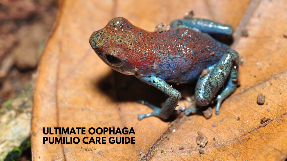 Oophaga pumilio -Morphs with Locales – The Frog Lady