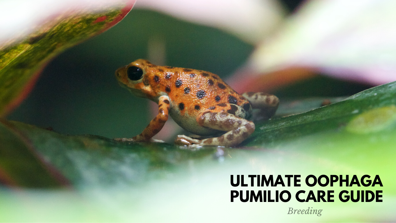 Amazing Frogs – The Frog Lady