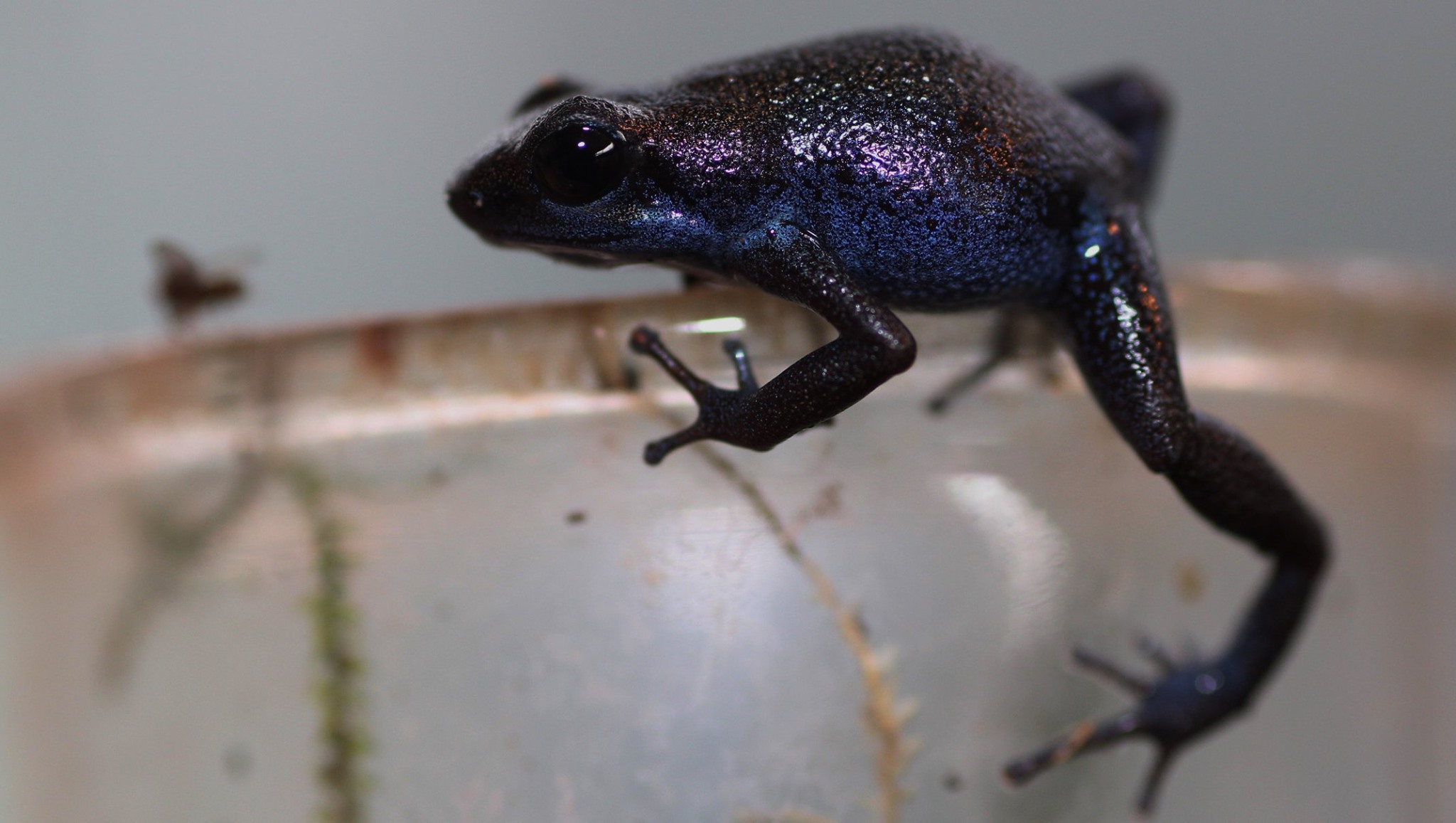 Feeding your Oophaga pumilio – The Frog Lady