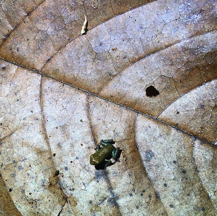 Oophaga pumilio Terrarium Size – The Frog Lady