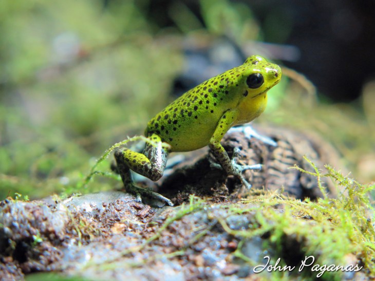 Oophaga pumilio Terrarium Design – The Frog Lady