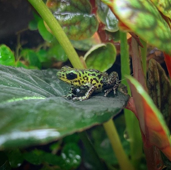 Ultimate Oophaga pumilio care guide – The Frog Lady