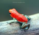 Oophaga pumilio -Morphs with Locales – The Frog Lady