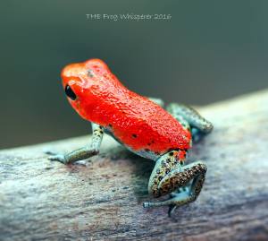 Oophaga pumilio -Morphs with Locales – The Frog Lady