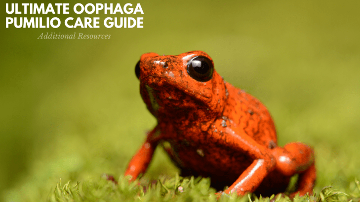 Care Sheets – The Frog Lady