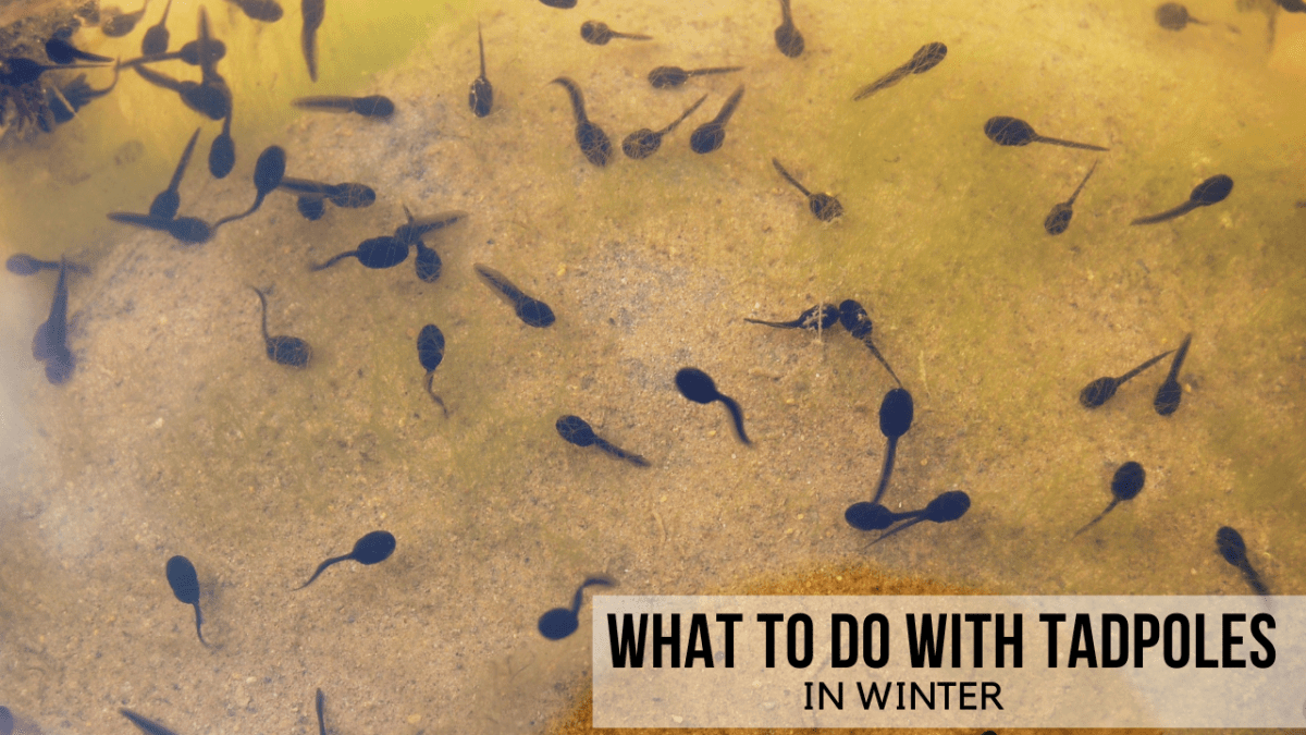 What to do with Tadpoles in Fall/Winter – The Frog Lady