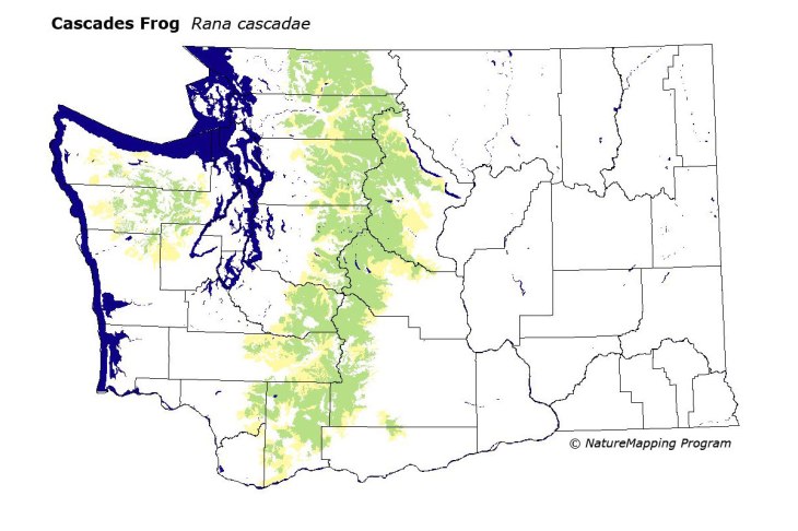 Washington Frogs and Toads – The Frog Lady