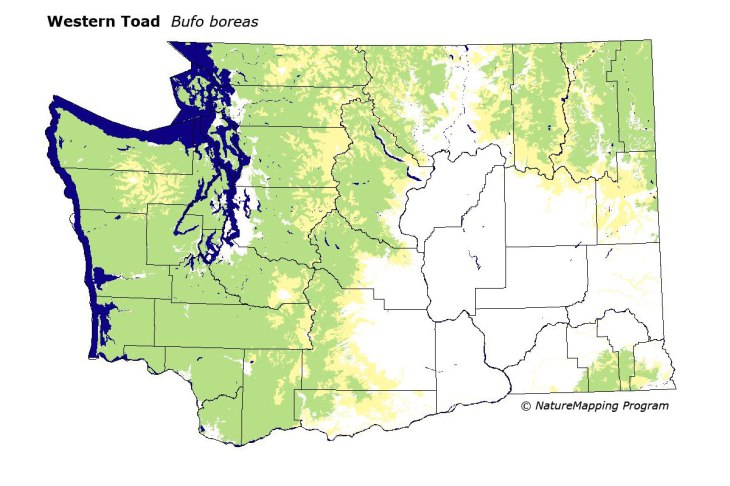 Washington Frogs and Toads – The Frog Lady